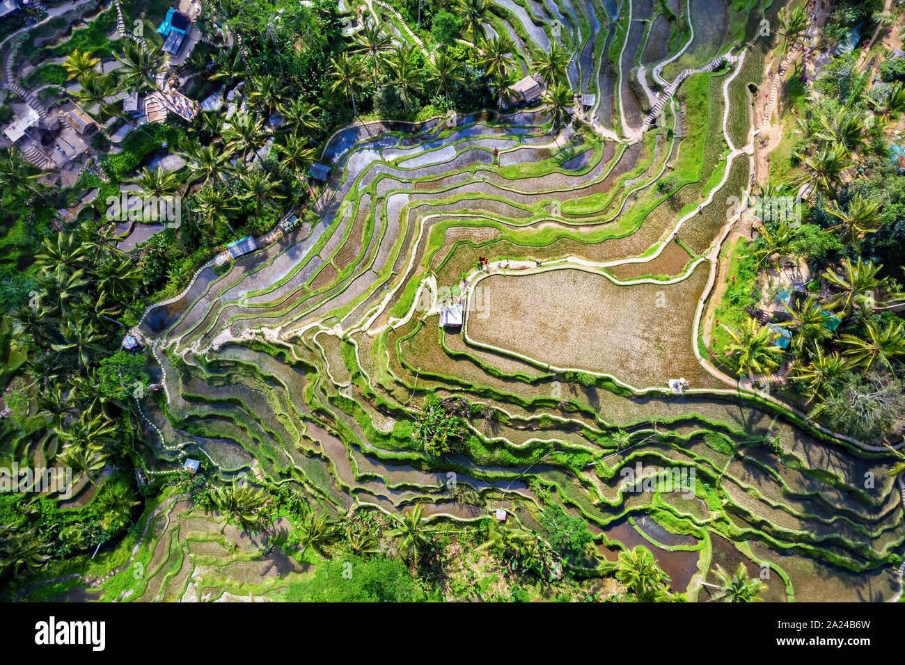 Aerial View of Tegallalang village and Rice Field Terrace, Bandung ...