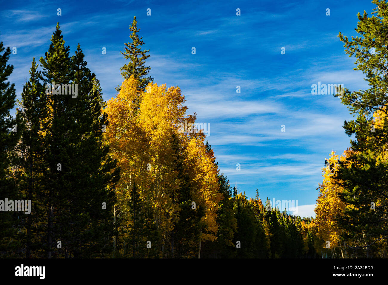 The fall colors of the golden aspen trees along the corridor of Highway ...