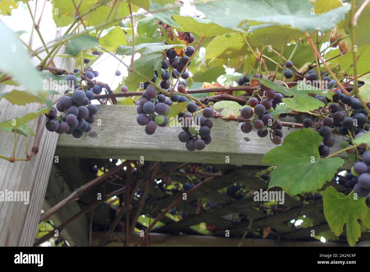Grapes Hanging On An Arbor, Ripening In The Sun Stock Photo - Alamy
