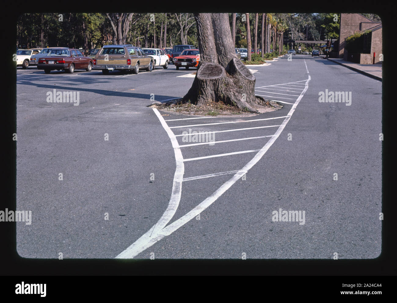 Parking lot tree detail, Hilton Head, South Carolina Stock Photo - Alamy