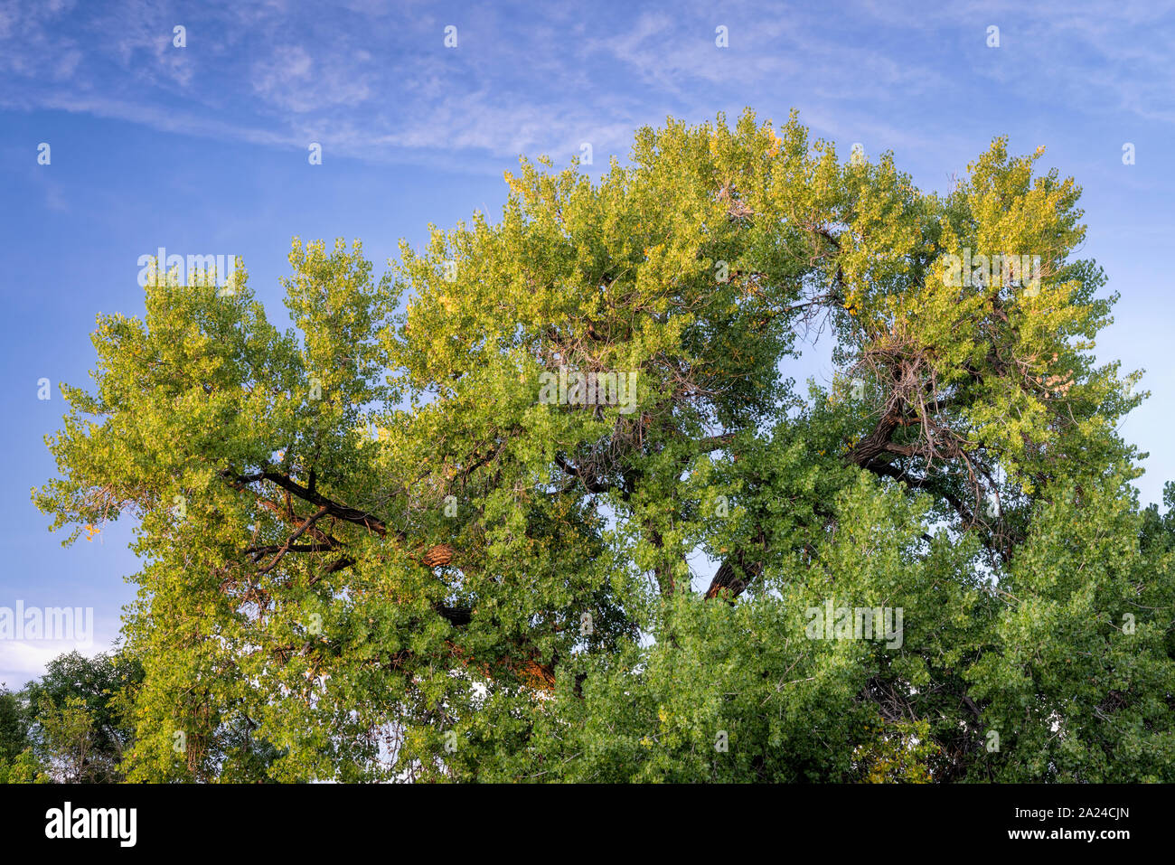 Plains cottonwood texture hi-res stock photography and images - Alamy