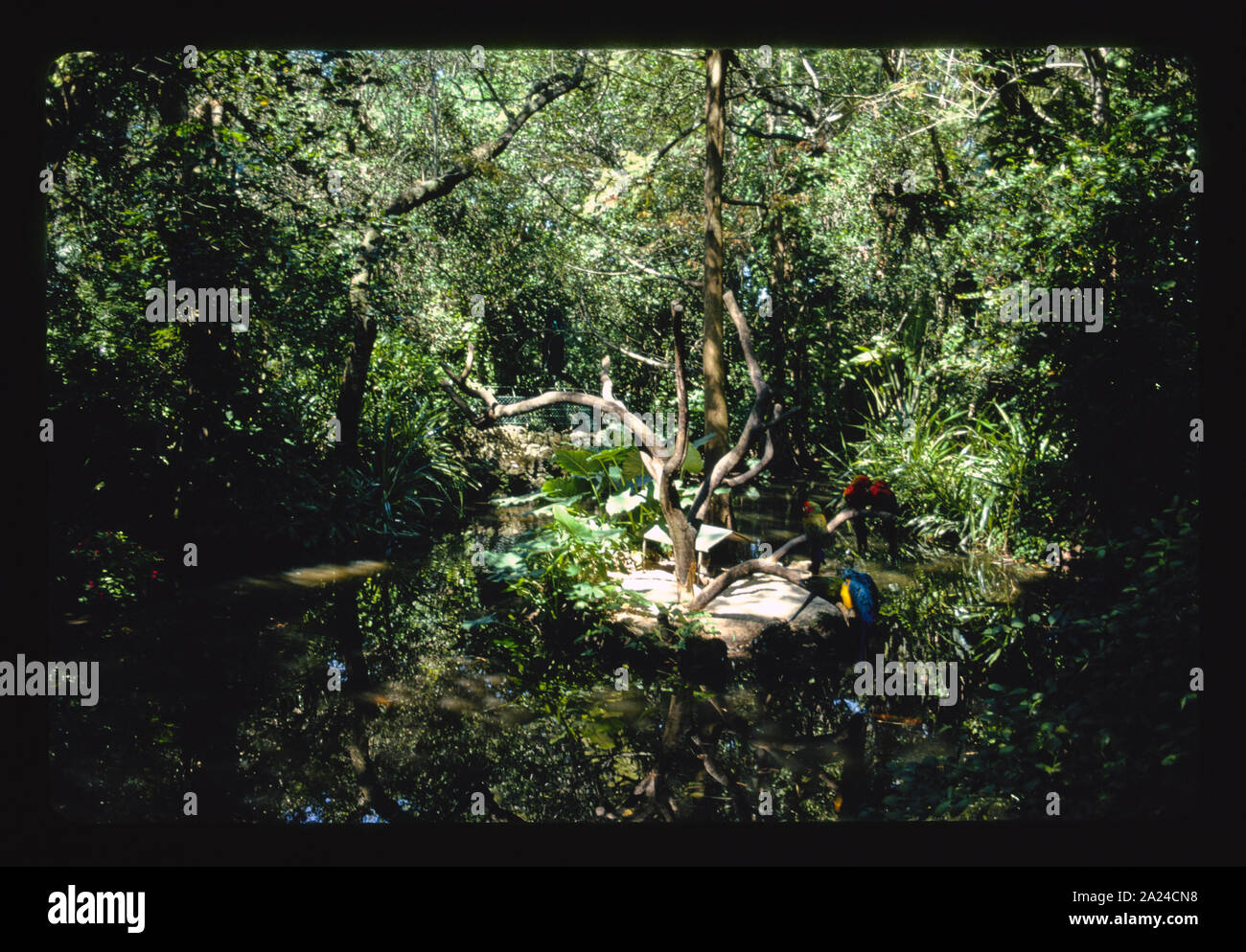 Parrot Jungle, Miami, Florida Stock Photo - Alamy