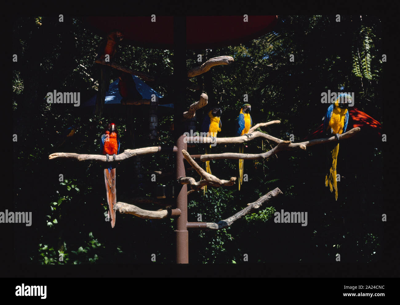 Parrot jungle miami hi-res stock photography and images - Alamy