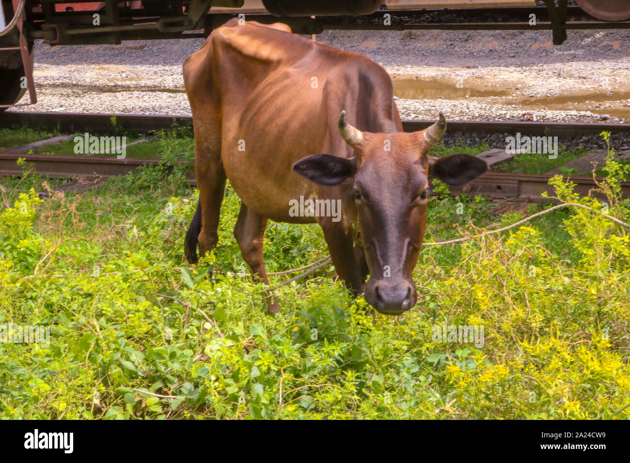 Cow cattle livestock bangladesh hi-res stock photography and images - Alamy