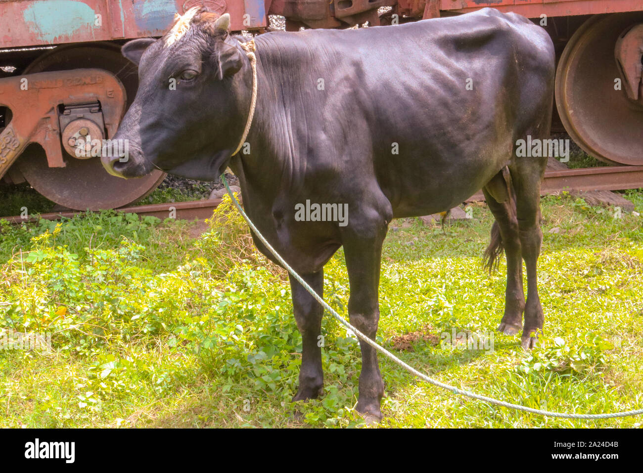 A Big Black Bull Stock Photo - Alamy
