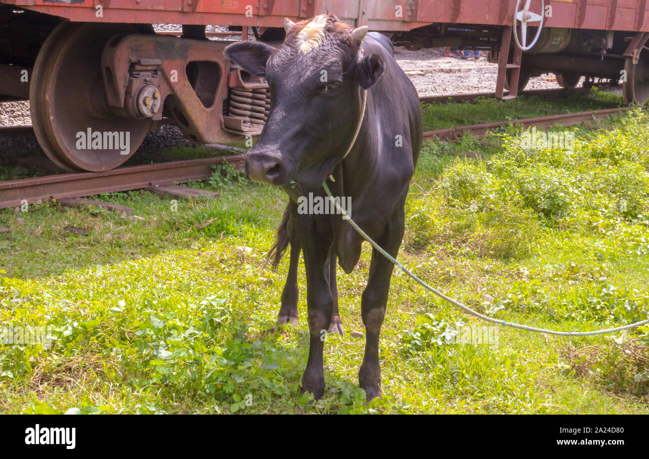 A Big Black Bull Stock Photo - Alamy