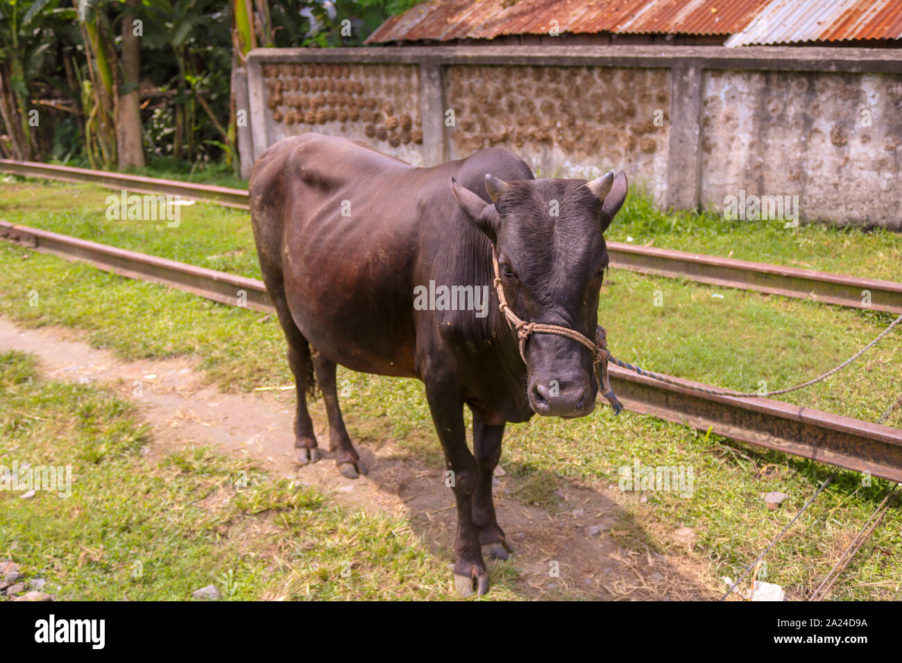 A Big Black Bull Stock Photo - Alamy