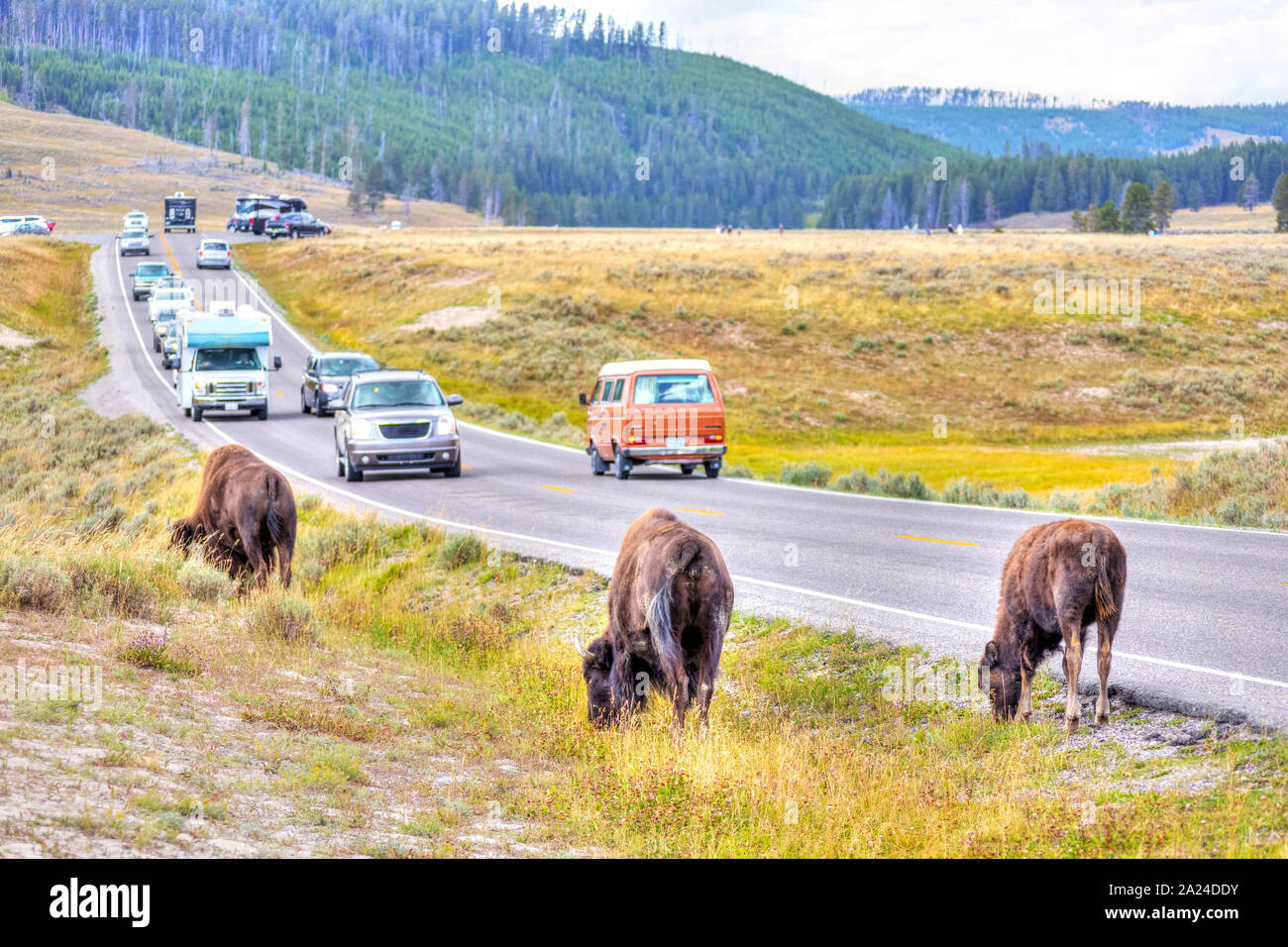 Bison yellowstone cars hi-res stock photography and images - Alamy
