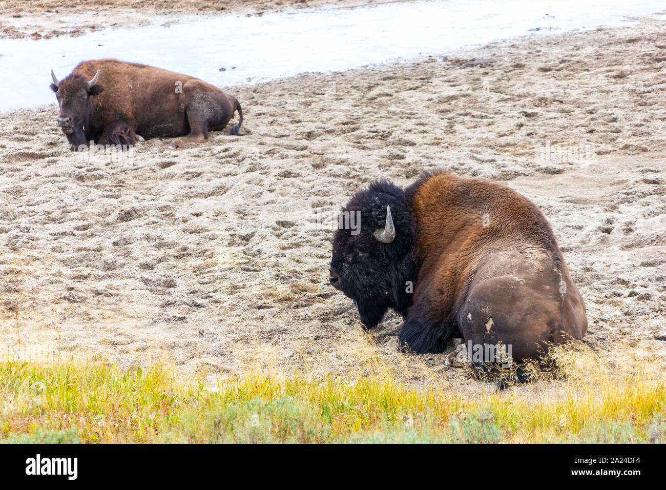 Female bison hi-res stock photography and images - Alamy