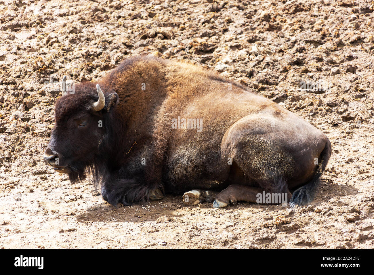 Female bison hi-res stock photography and images - Alamy