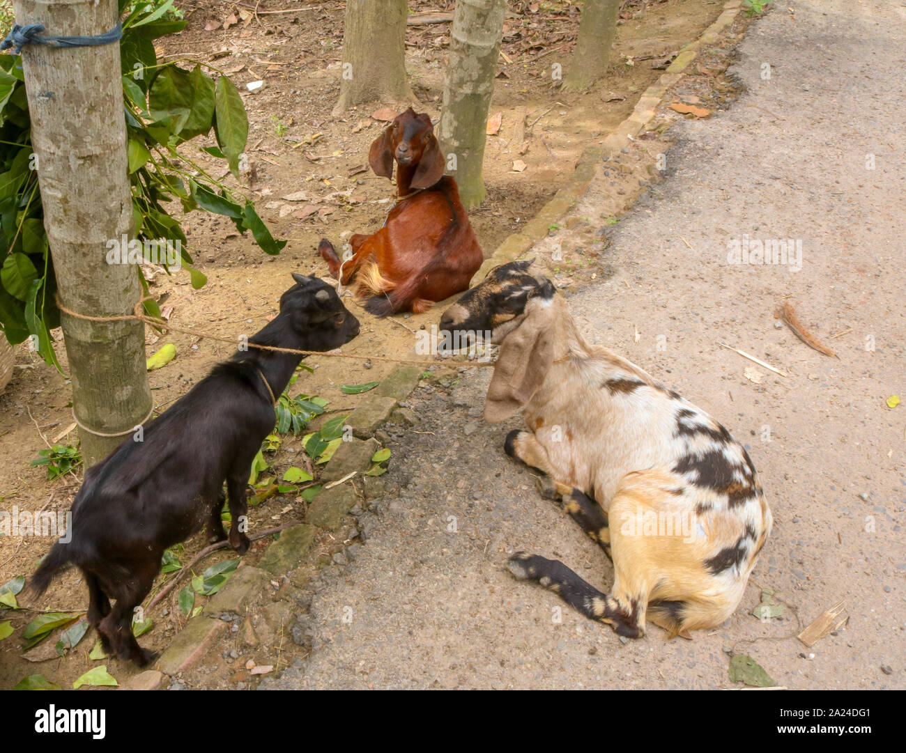 Goat sitting and resting Stock Photo - Alamy