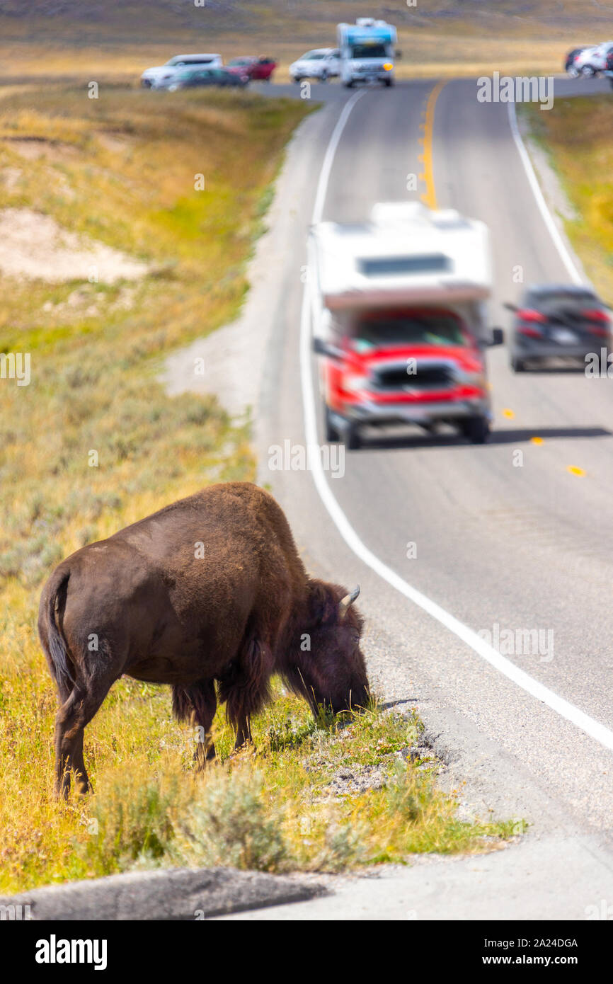 Bison yellowstone cars hi-res stock photography and images - Alamy
