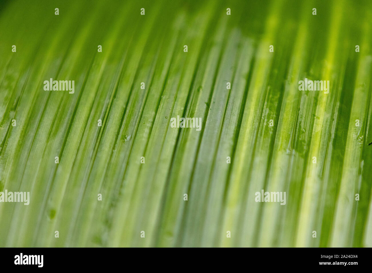 Close up of tropical plant leaf in rainforest Stock Photo - Alamy