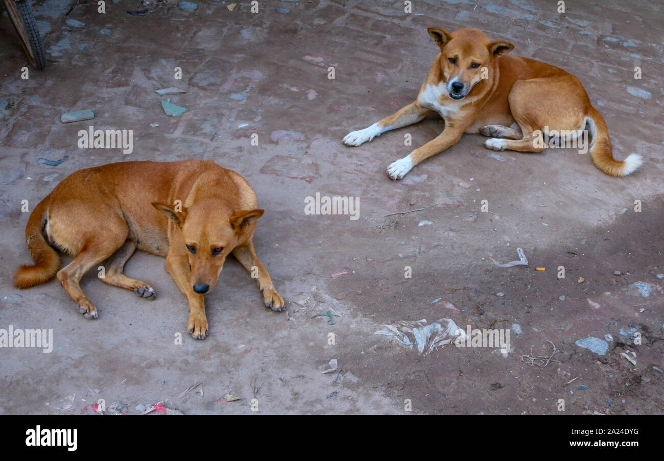 Two street dogs sitting on ground Stock Photo - Alamy