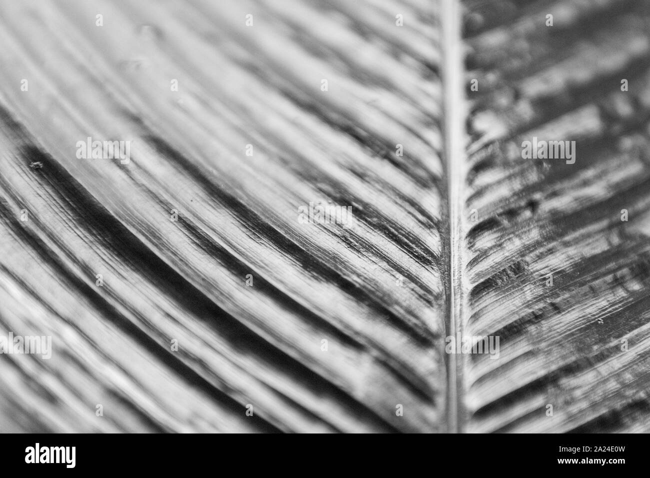 Close up monochrome of tropical plant leaf in rainforest Stock Photo ...