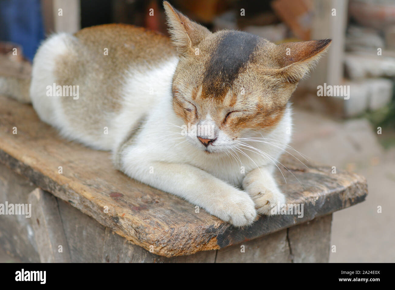 Cute Cat Sitting On Bench Stock Photo - Alamy