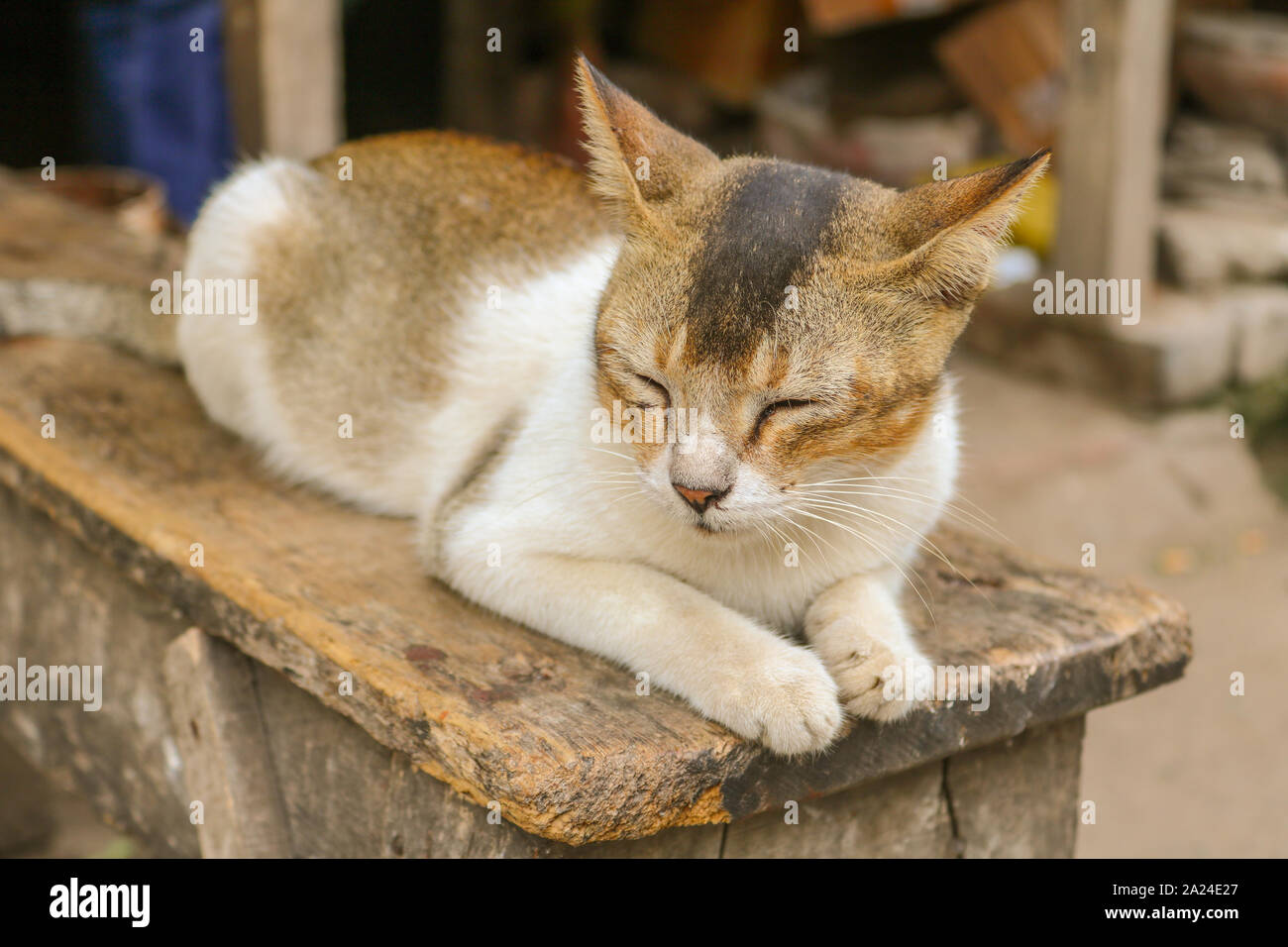 Cute Cat Sitting On Bench Stock Photo - Alamy