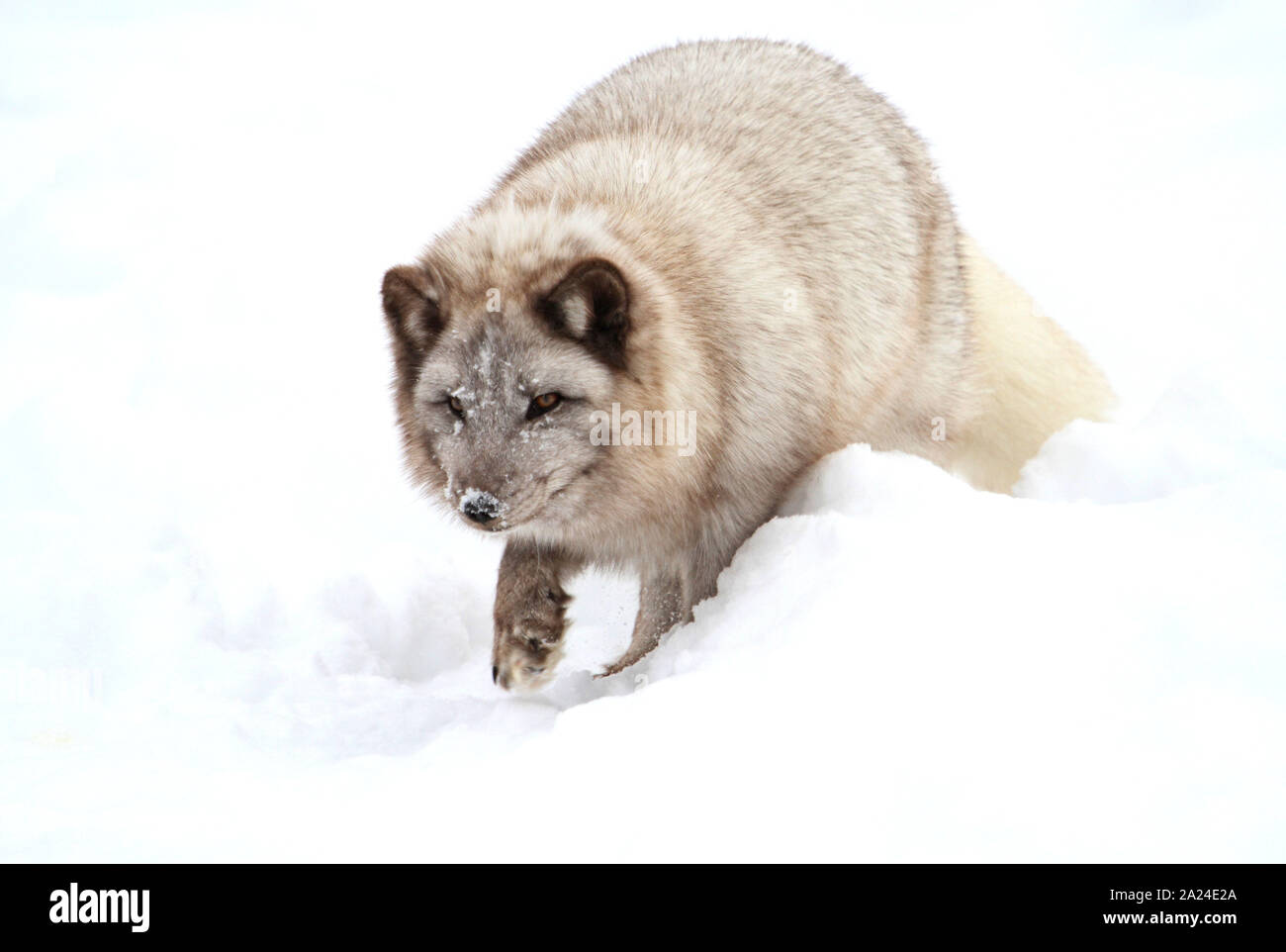Arctic Fox Pups In Winter