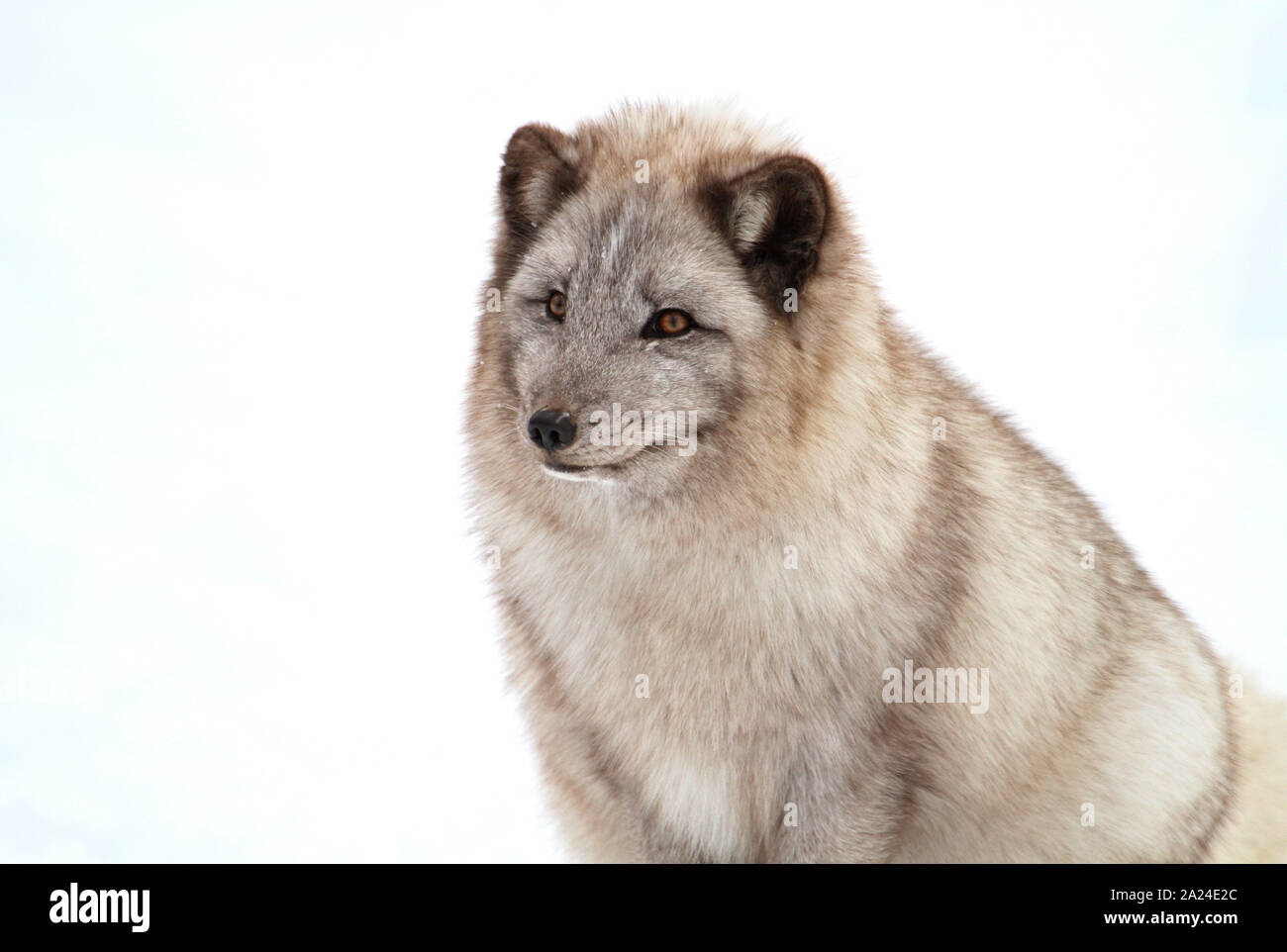 Cute fox snow hi-res stock photography and images - Alamy