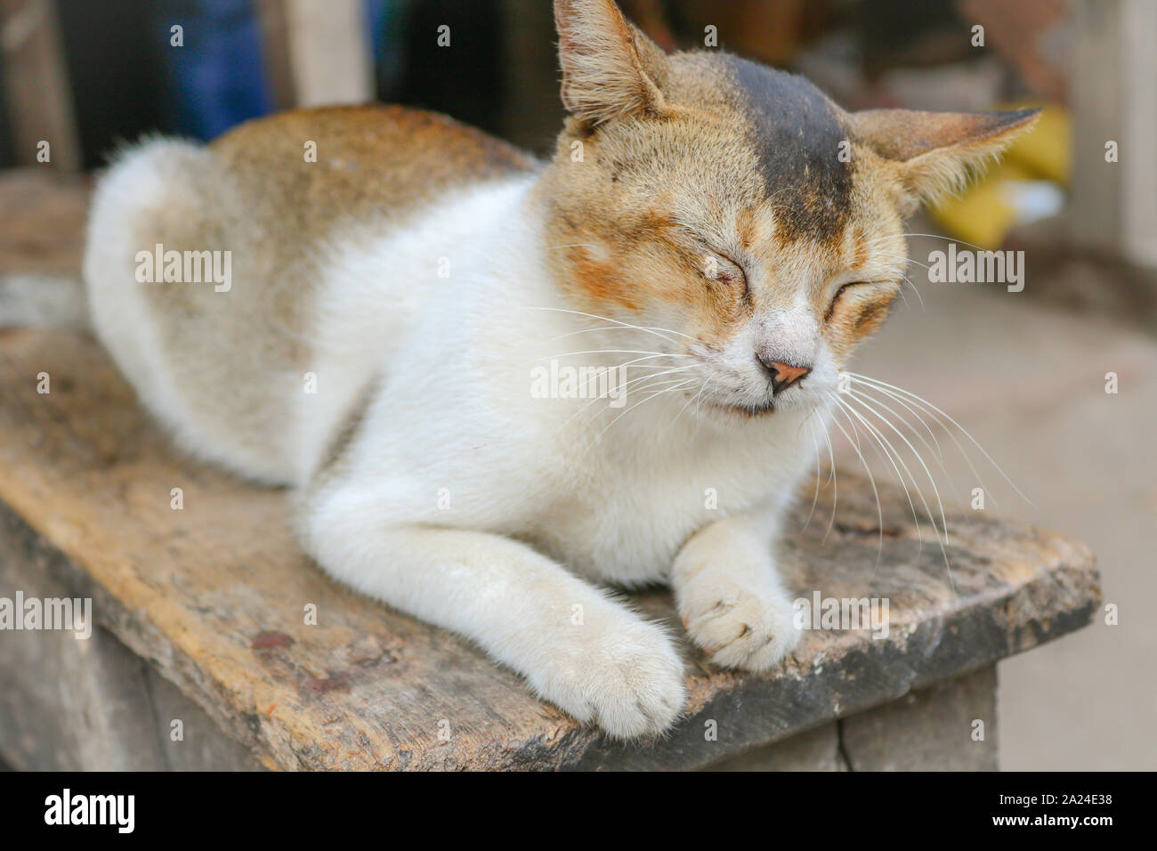 Cute Cat Sitting On Bench Stock Photo - Alamy