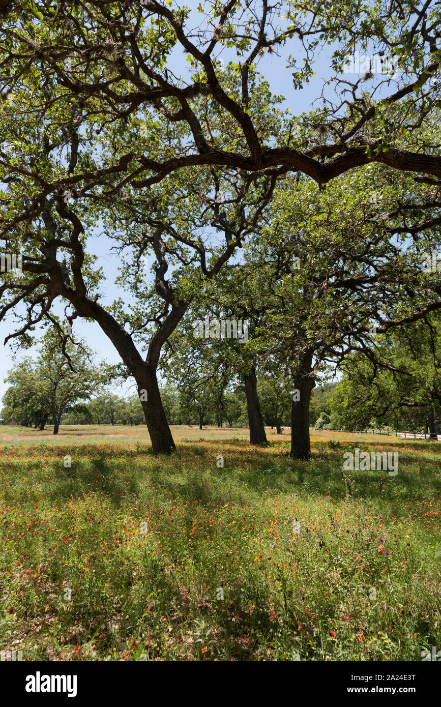 Part of the grounds of the Lyndon B. Johnson Ranch, once his and his ...