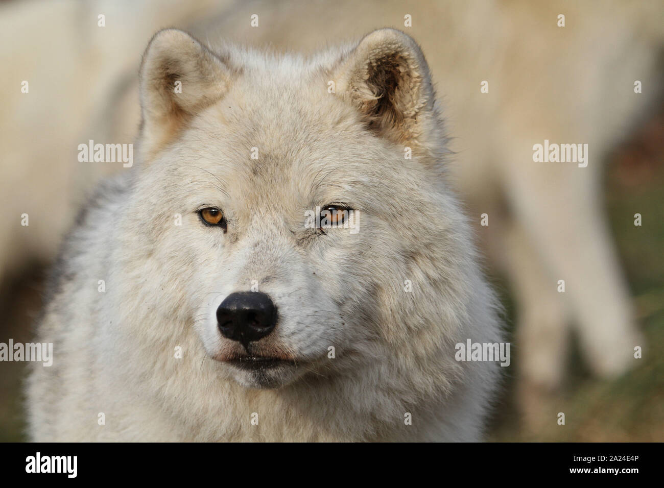 Wolf family portrait hi-res stock photography and images - Alamy