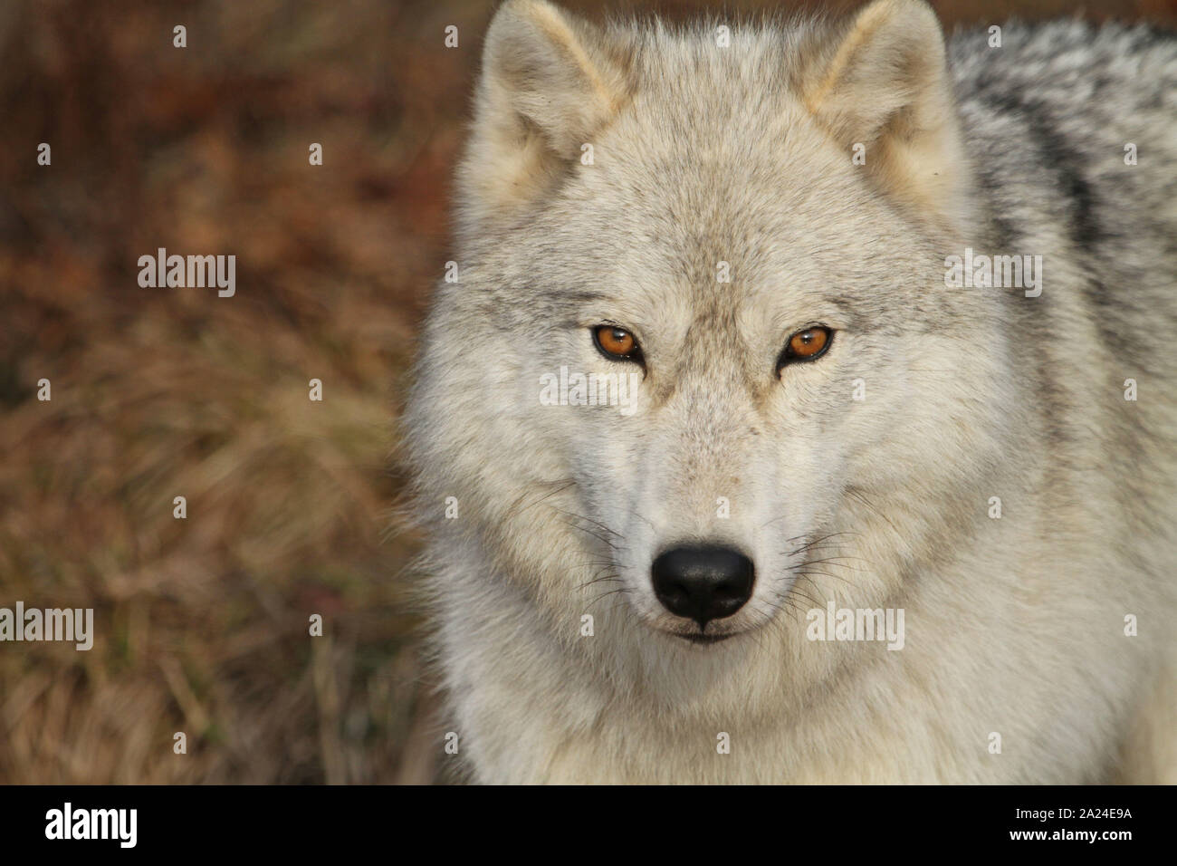 Timber wolf face hi-res stock photography and images - Alamy