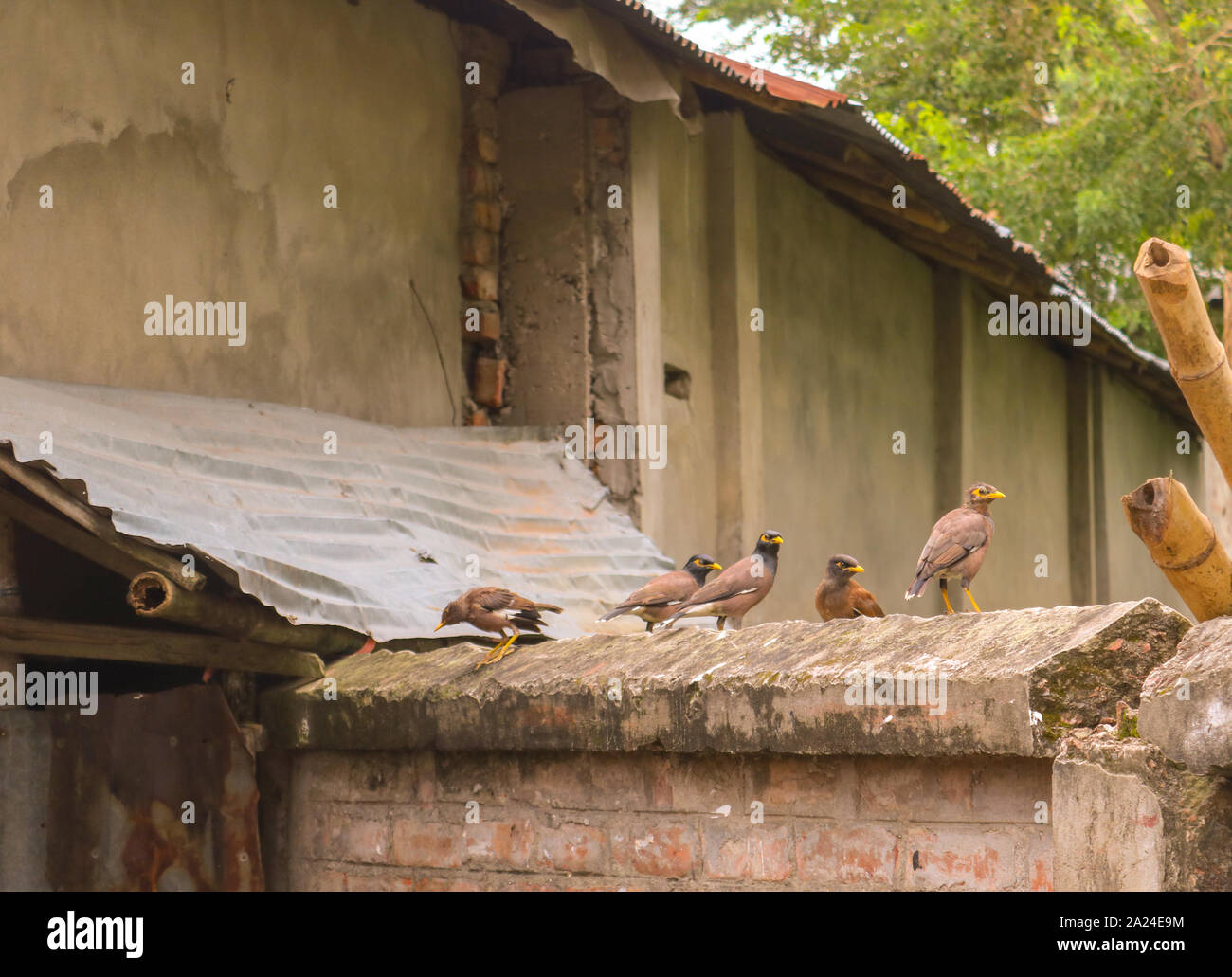 Mynas of india hi-res stock photography and images - Alamy