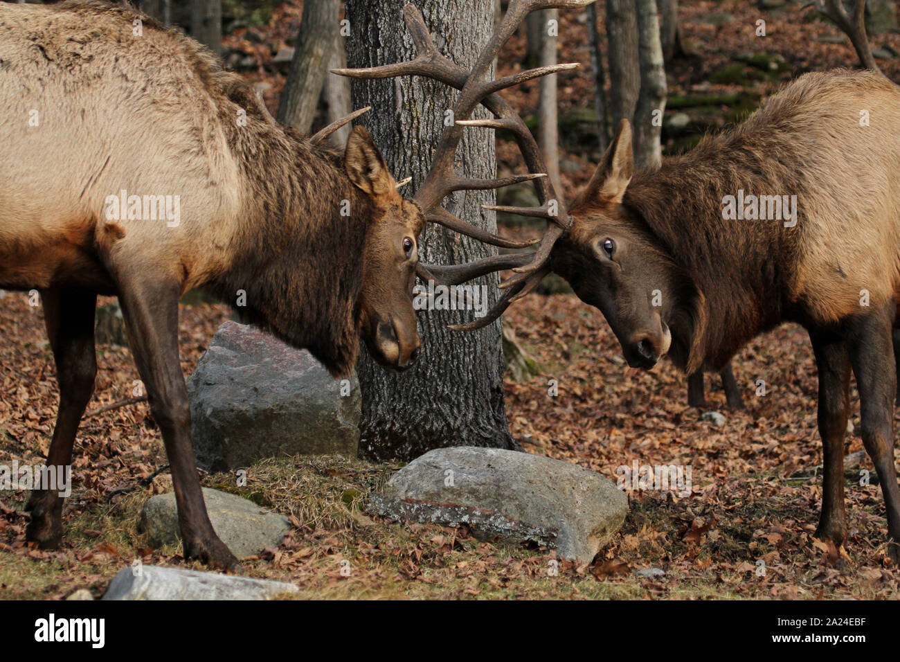Elk bulls fighting Stock Photo - Alamy
