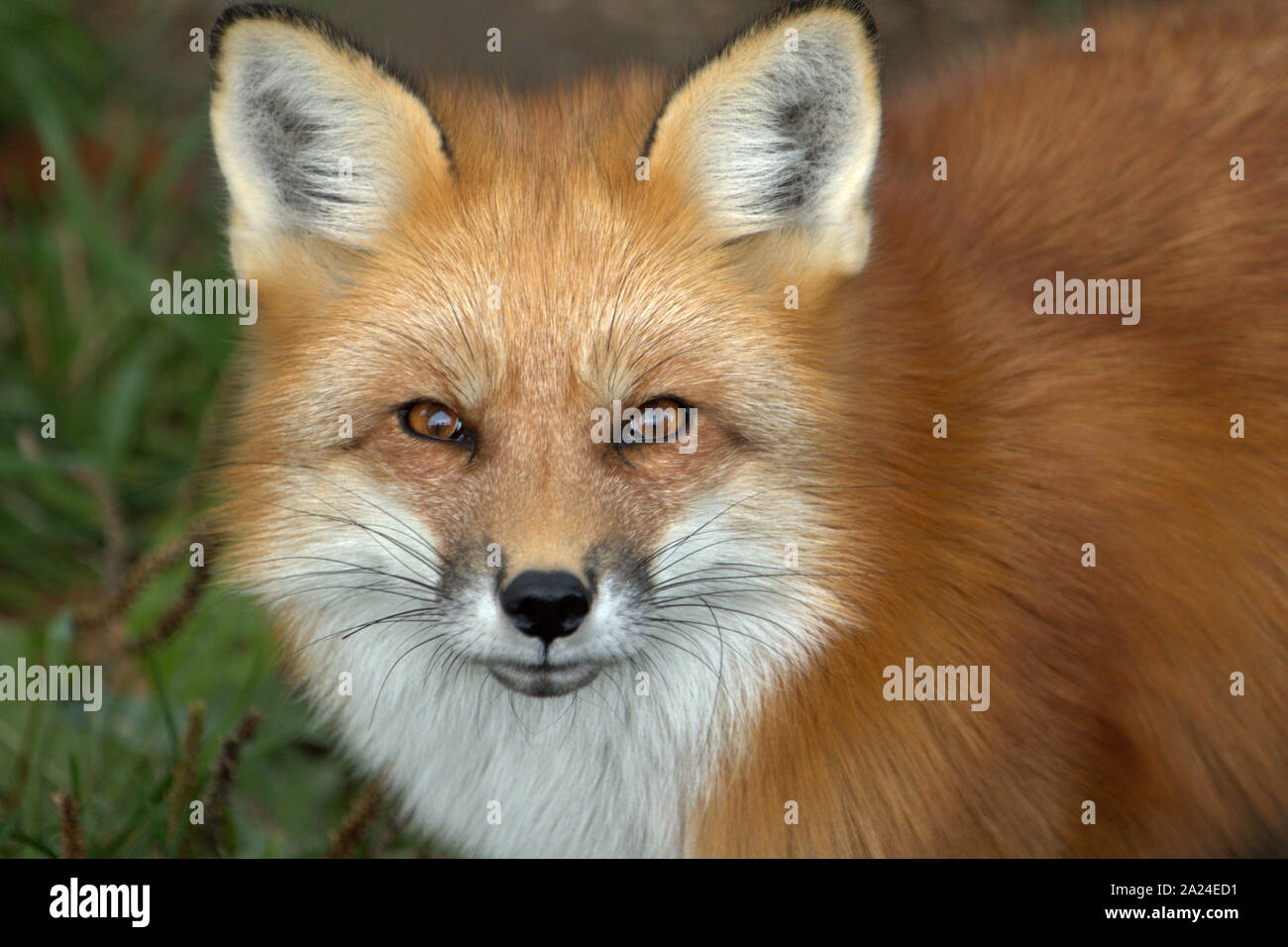 Intelligent fox hi-res stock photography and images - Alamy