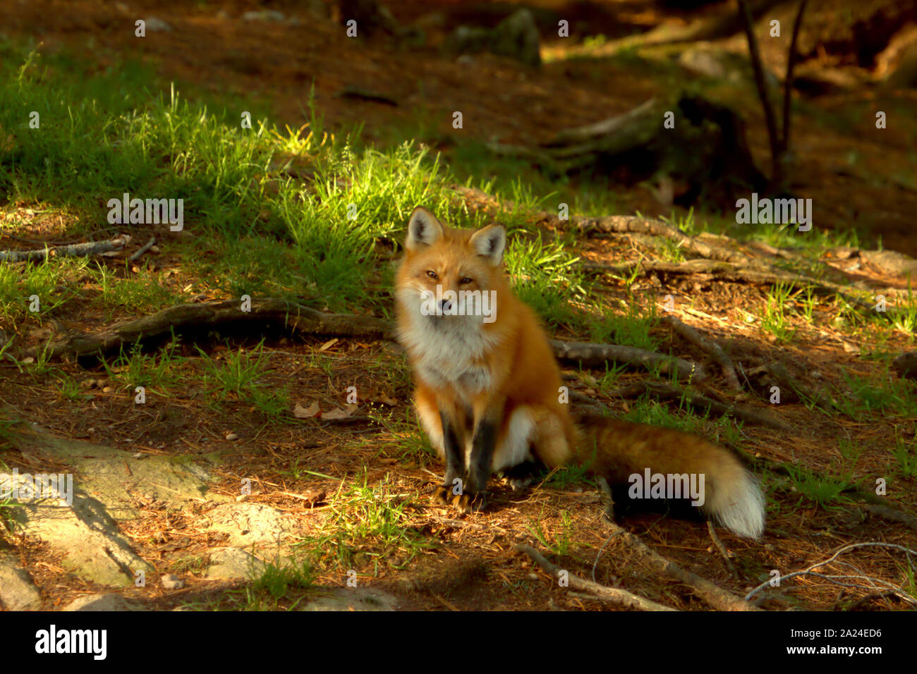 Intelligent fox hi-res stock photography and images - Alamy
