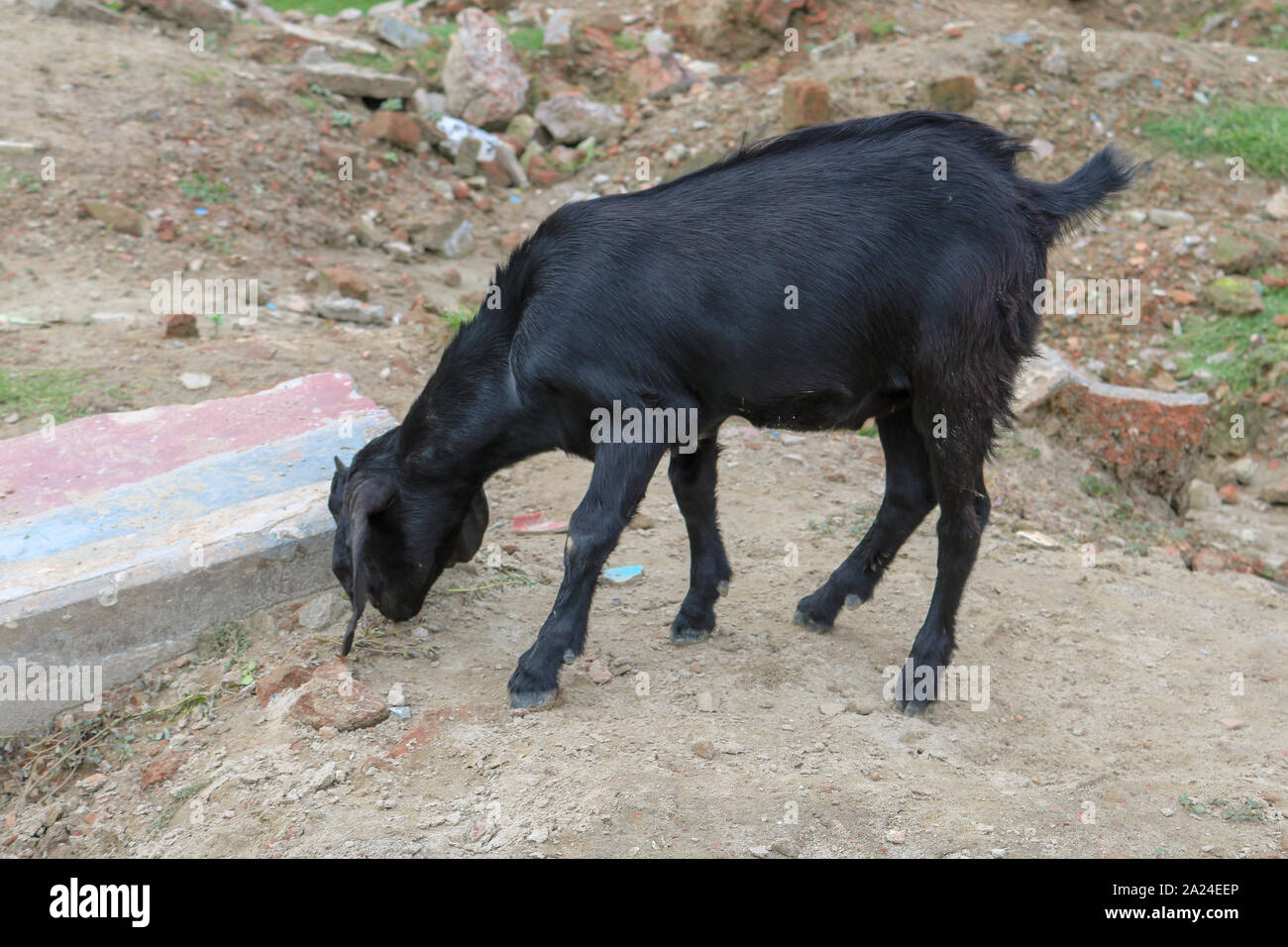 Black Goat On The Field Stock Photo - Alamy