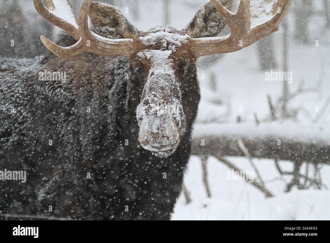 Moose in heavy snow Stock Photo - Alamy