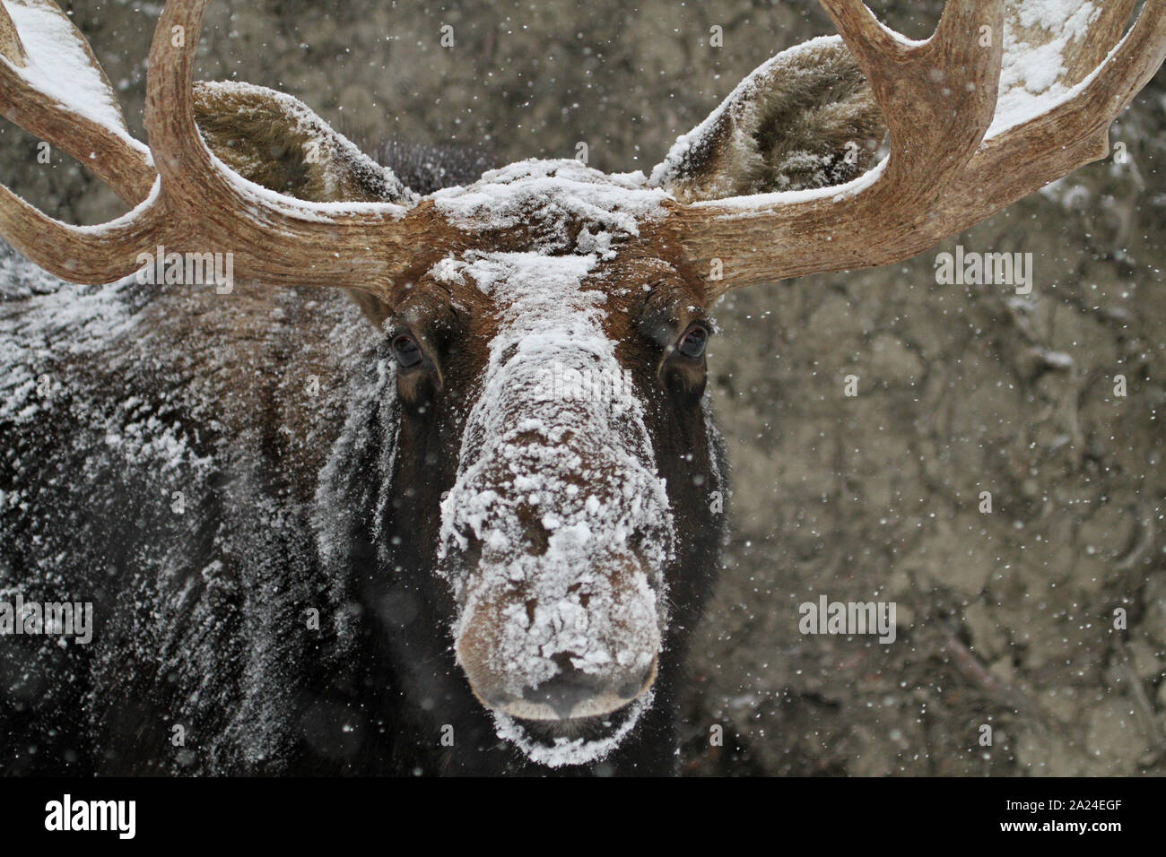 Moose in heavy snow Stock Photo - Alamy