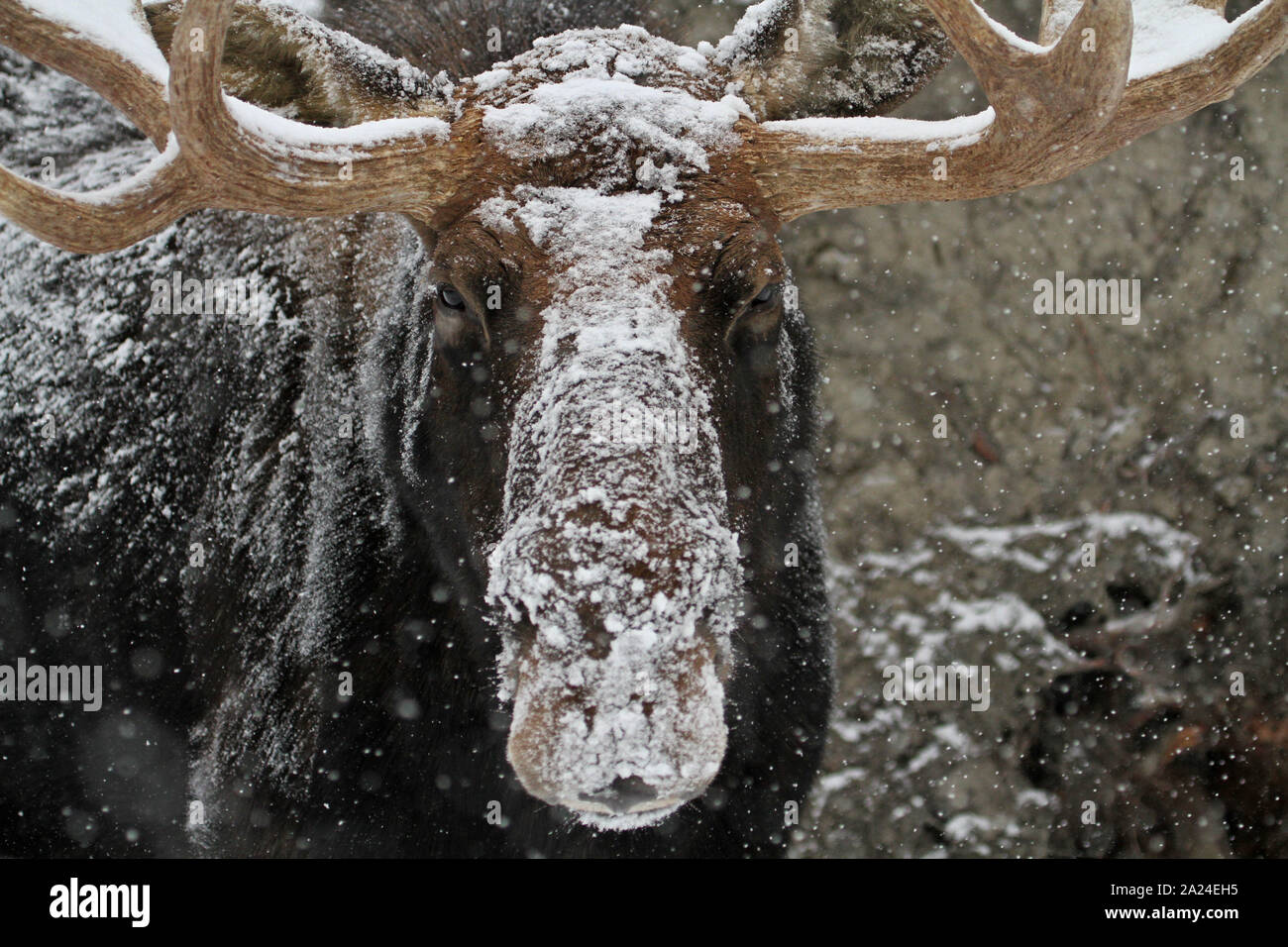 Moose in heavy snow Stock Photo - Alamy