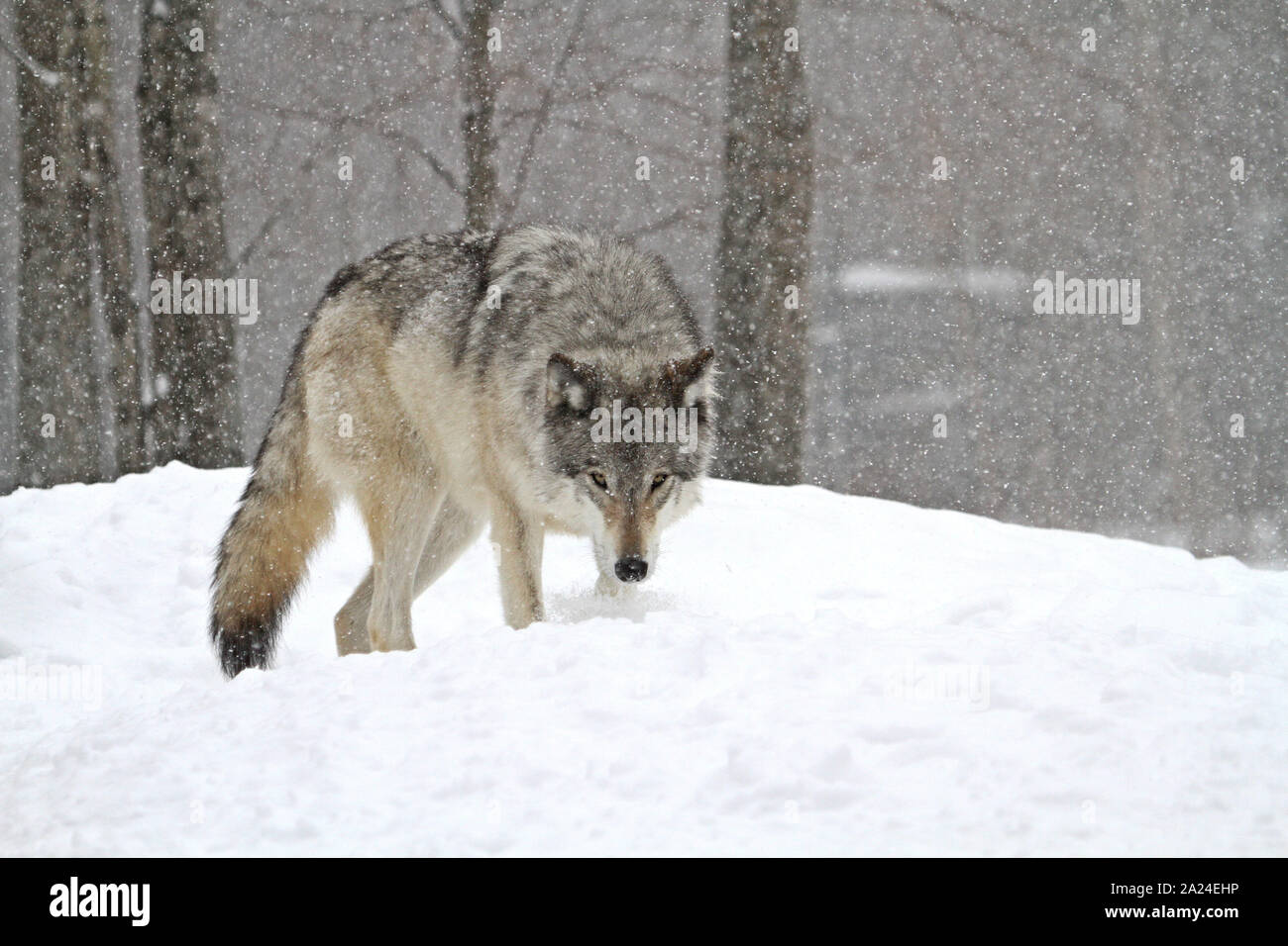 Timber wolves hi-res stock photography and images - Alamy