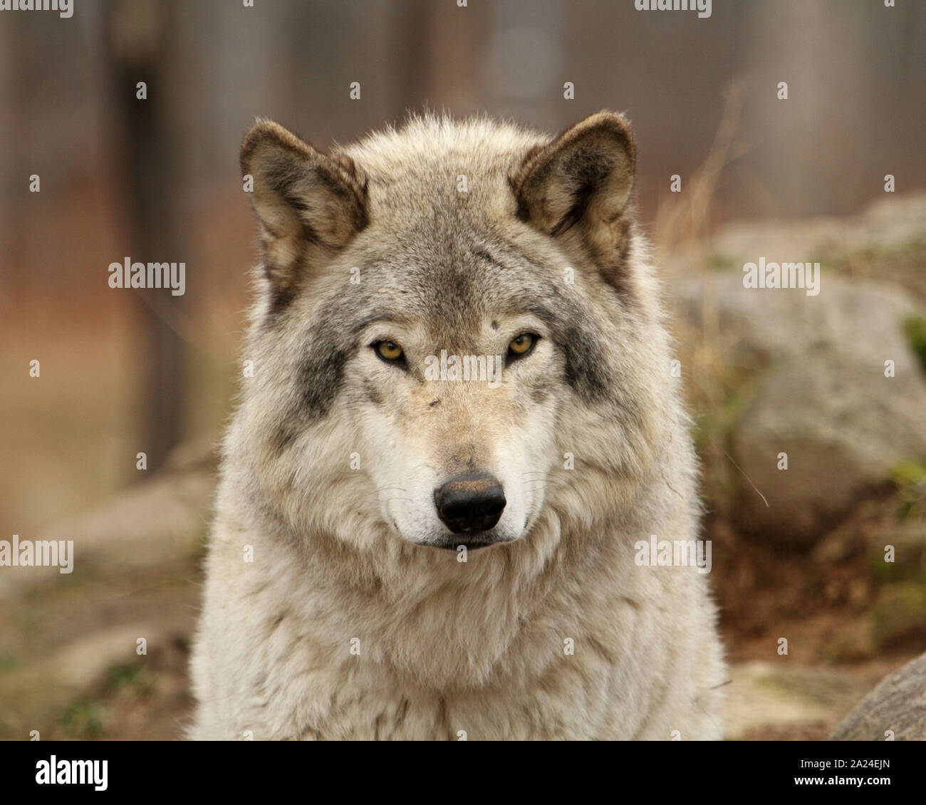 Wolf timber wolf animal wise animal hi-res stock photography and images ...