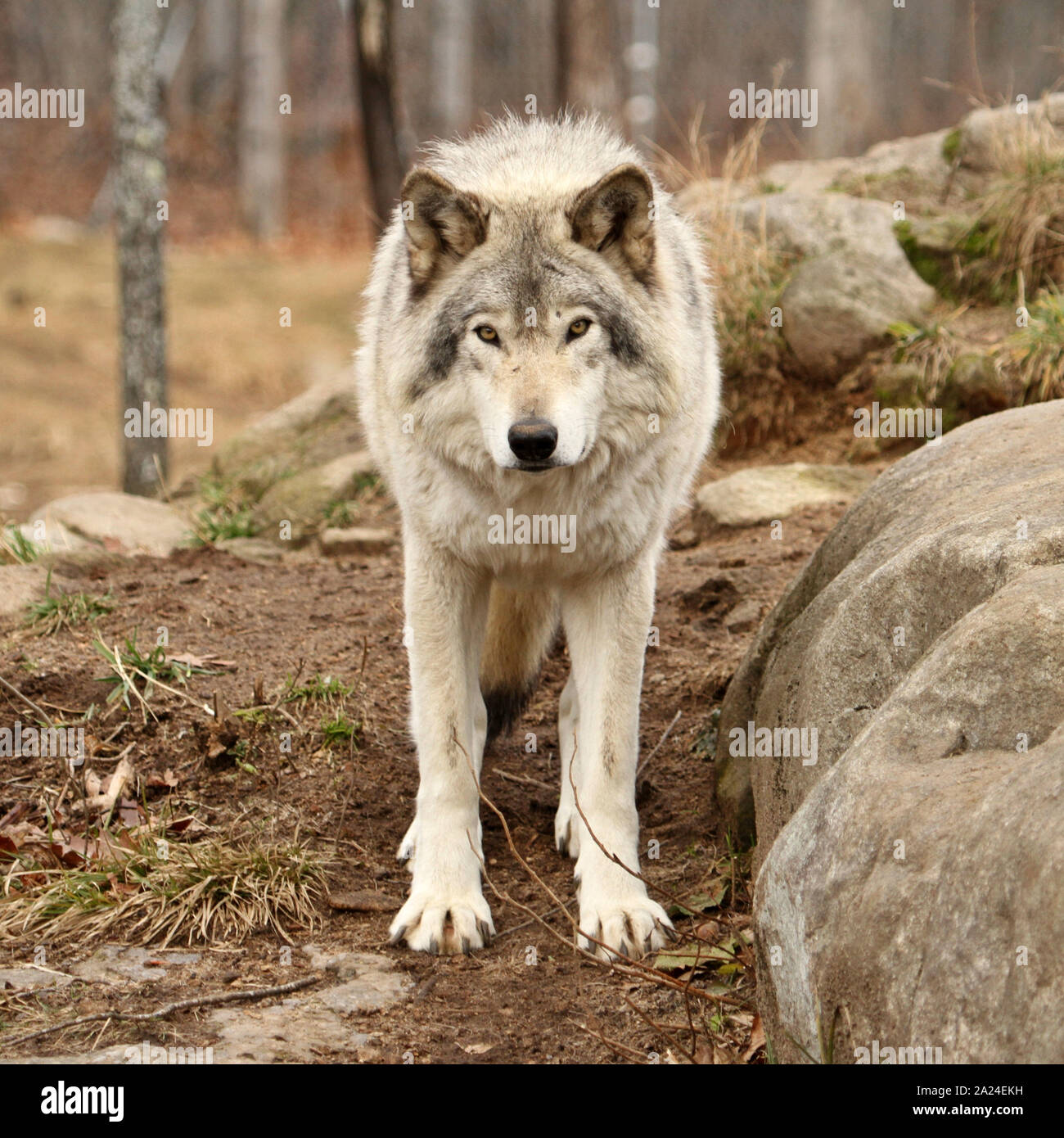 Alpha wolf hi-res stock photography and images - Alamy