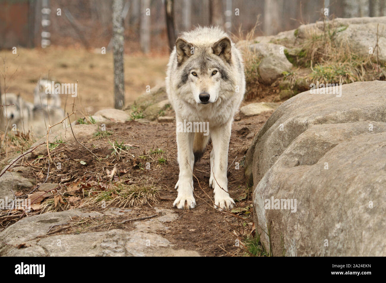 Alpha wolf hi-res stock photography and images - Alamy