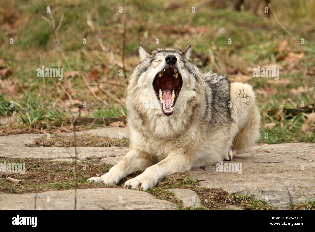 Wolf timber wolf animal wise animal hi-res stock photography and images ...