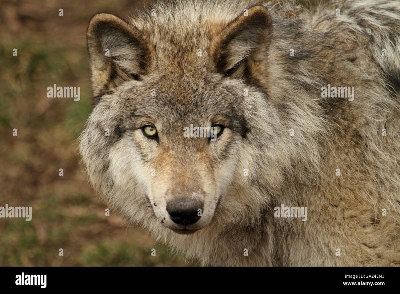 Wolf timber wolf animal wise animal hi-res stock photography and images ...