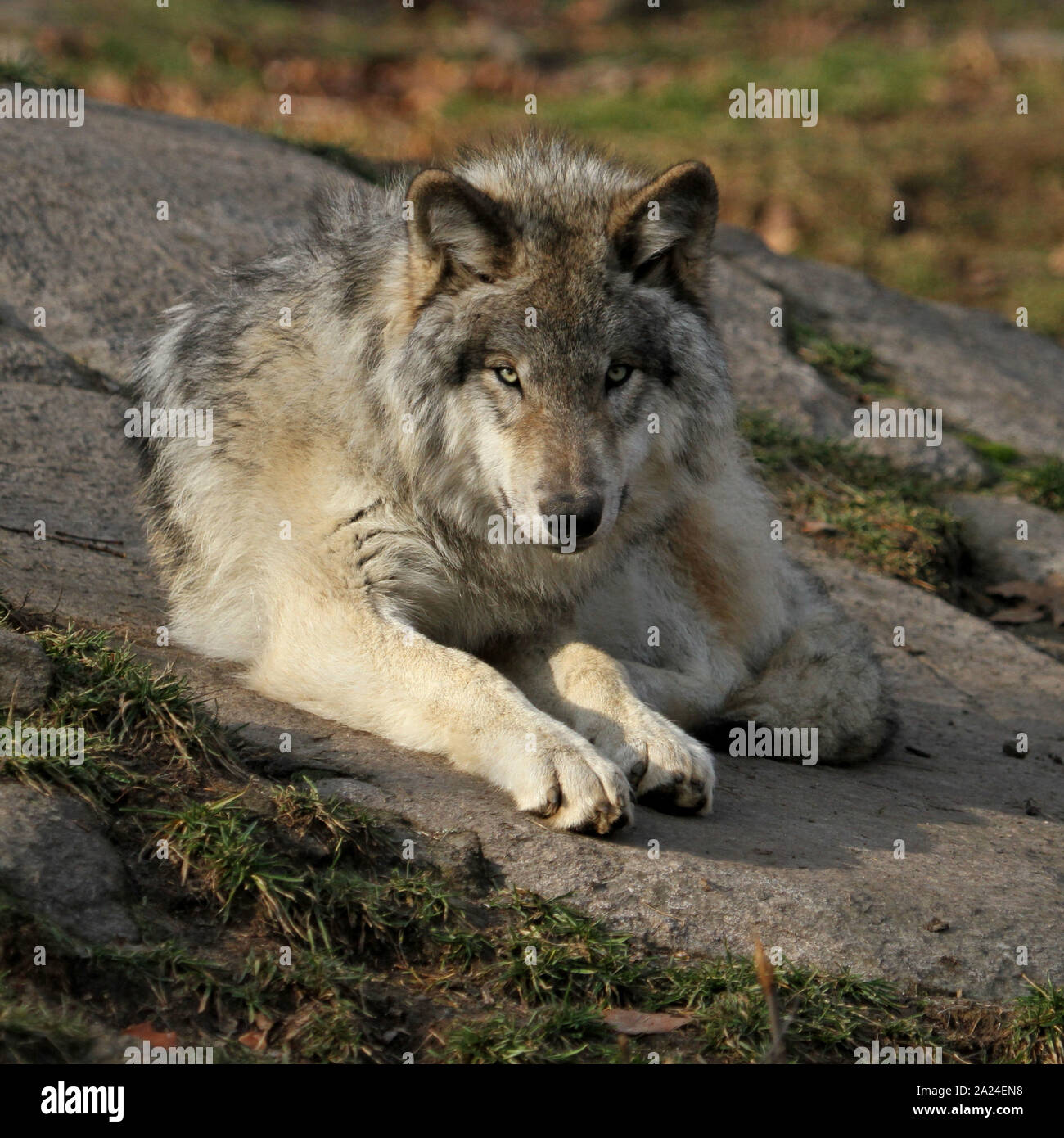 Wolf timber wolf animal wise animal hi-res stock photography and images ...