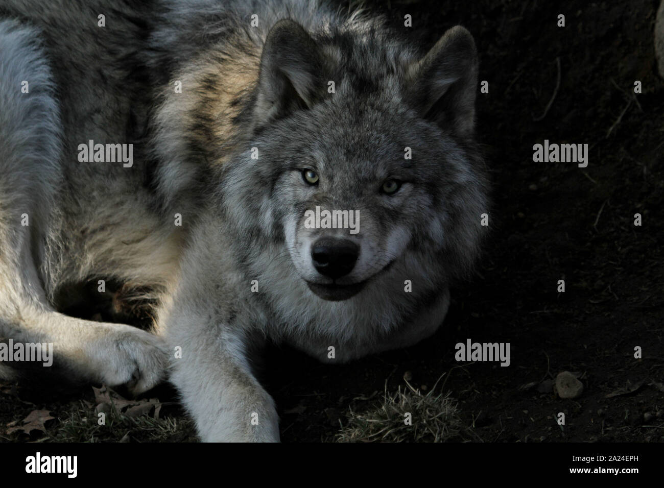 Wolf timber wolf animal wise animal hi-res stock photography and images ...