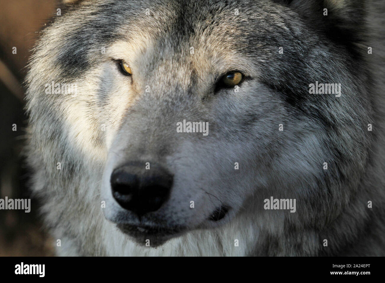 Alpha wolf hi-res stock photography and images - Alamy