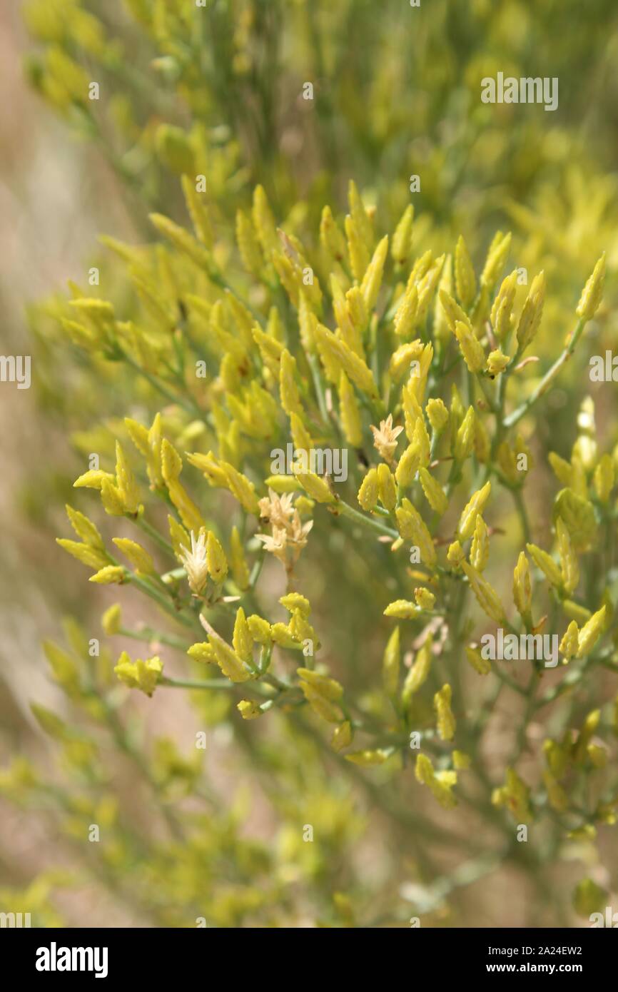 Rubber rabbitbrush hi-res stock photography and images - Alamy