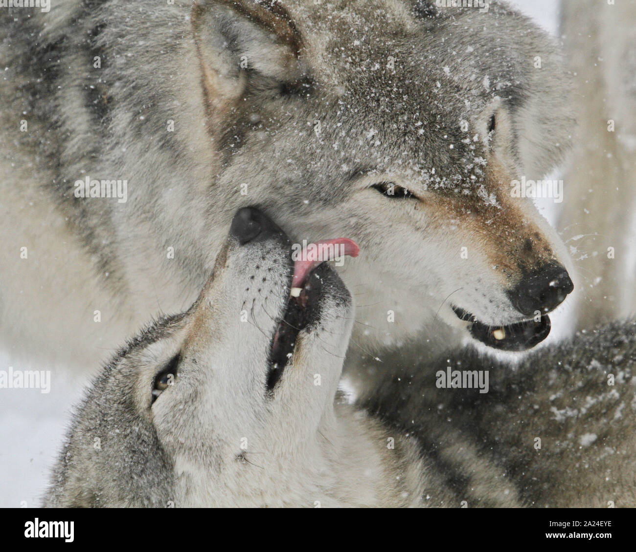 Wolves tree hi-res stock photography and images - Alamy