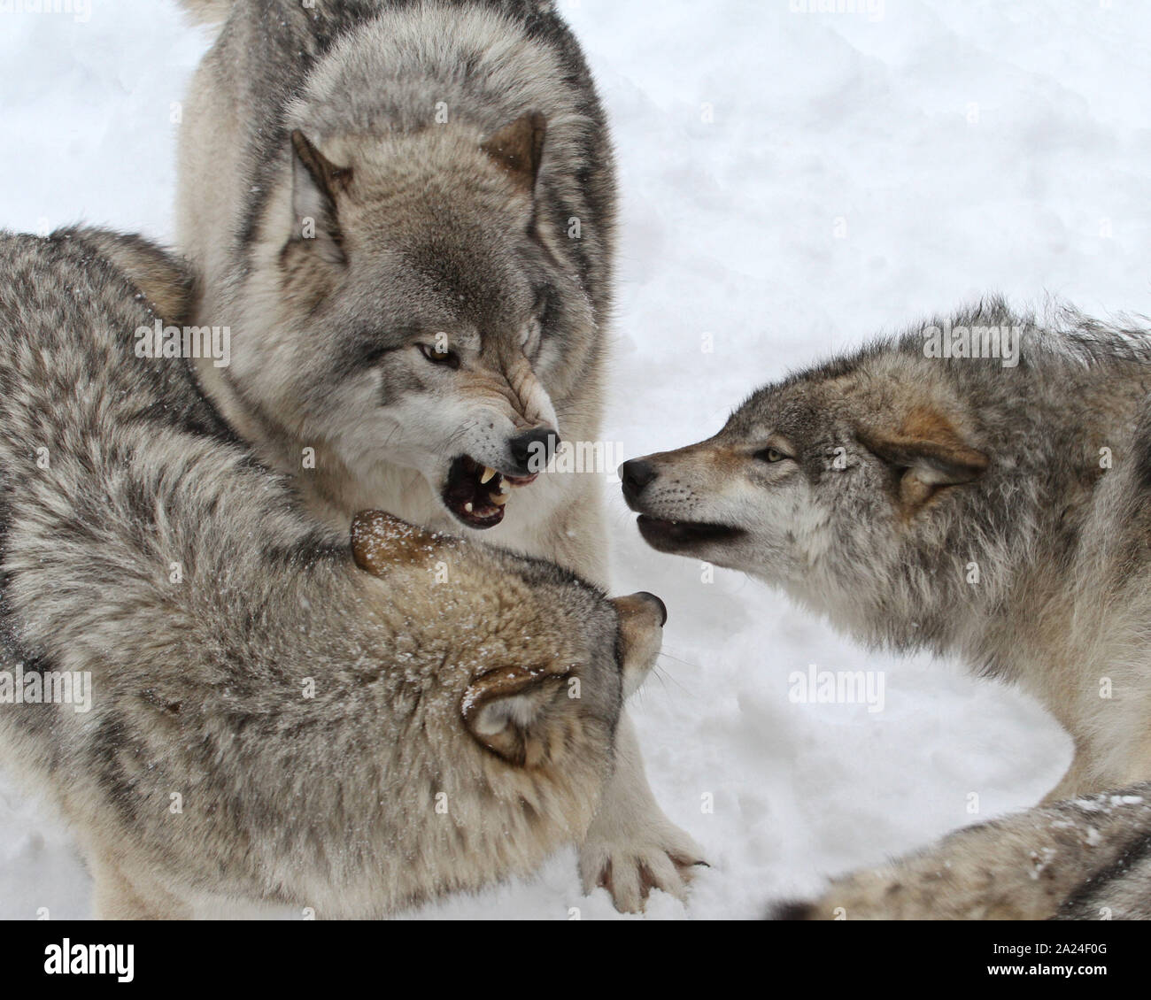Arctic wolves snowing hi-res stock photography and images - Alamy