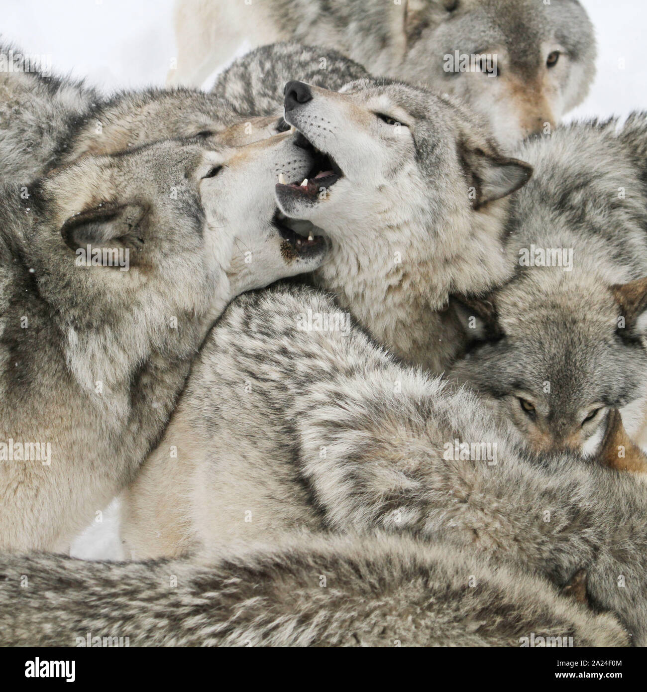 Wolves snow hi-res stock photography and images - Alamy