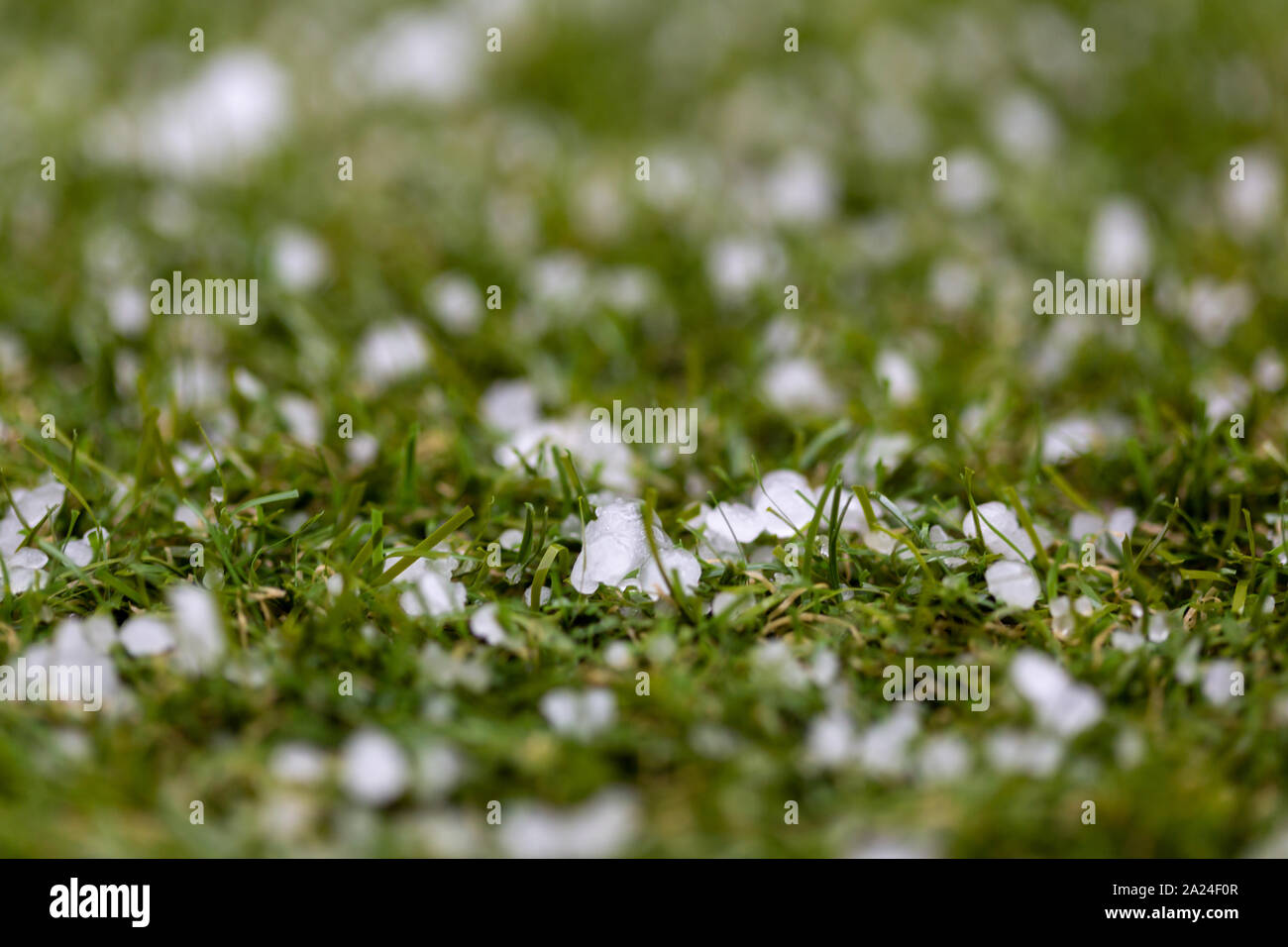 extreme weather hail stones with selective focus on the ground in south ...