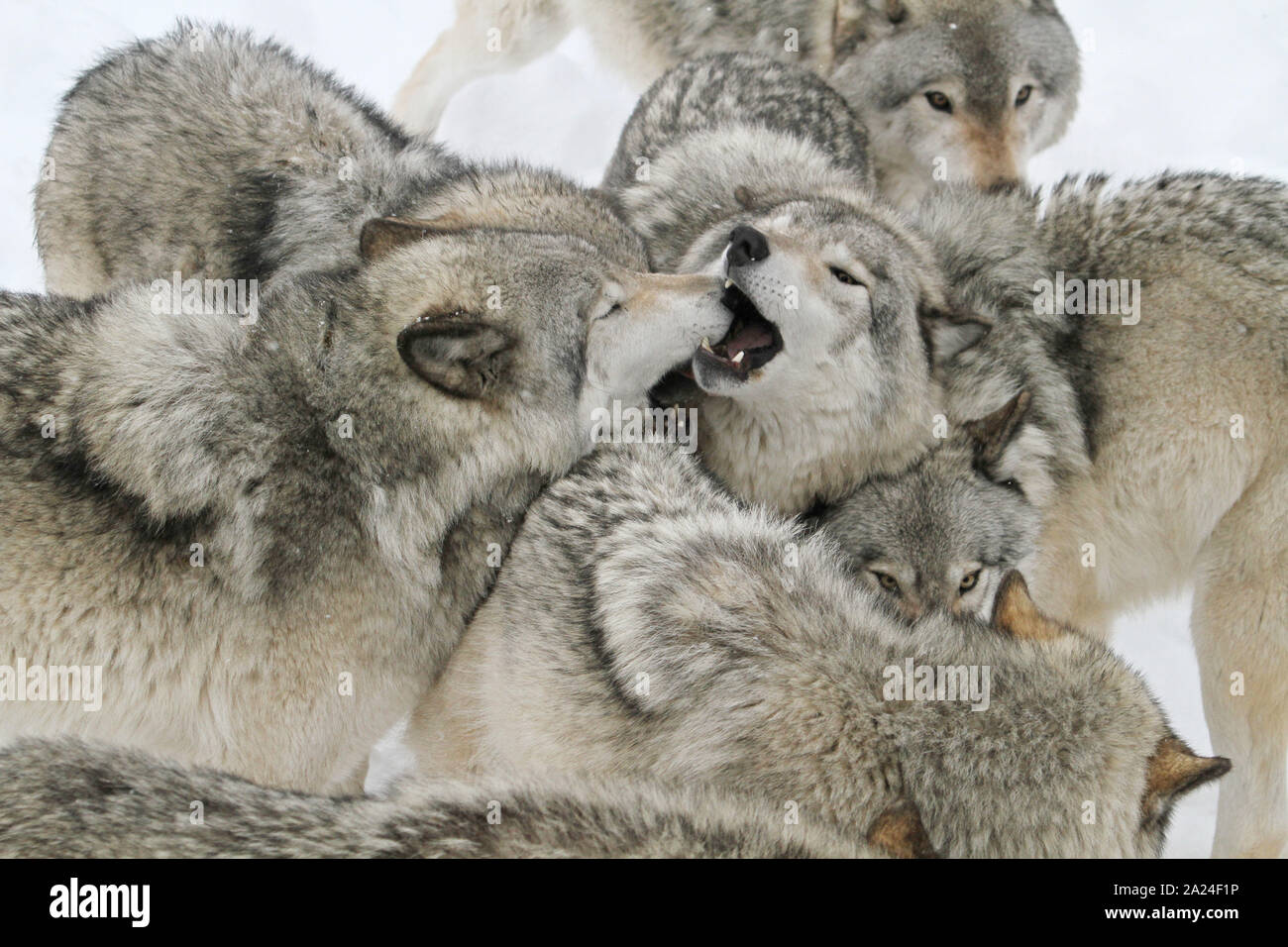 Timber wolves hi-res stock photography and images - Alamy